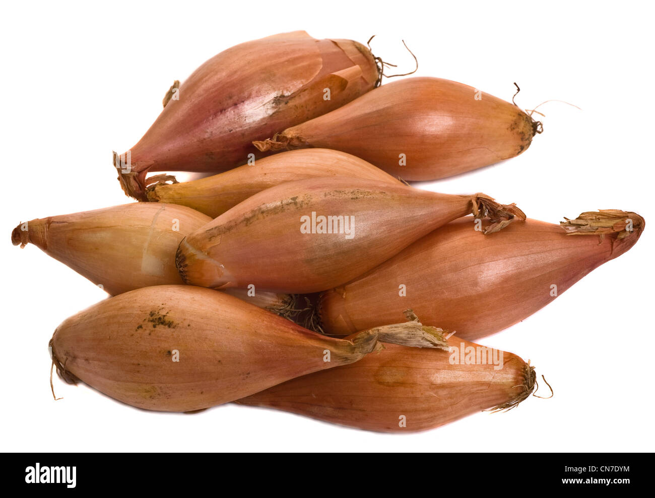 Shallot shallots -Fotos und -Bildmaterial in hoher Auflösung – Alamy