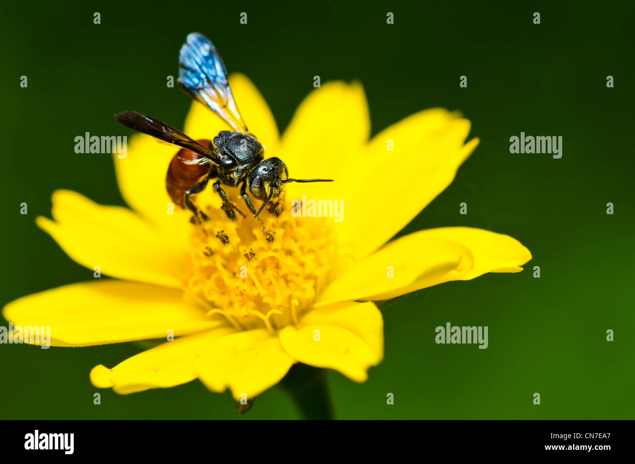 Biene in der grünen Natur oder im Garten Stockfotografie - Alamy