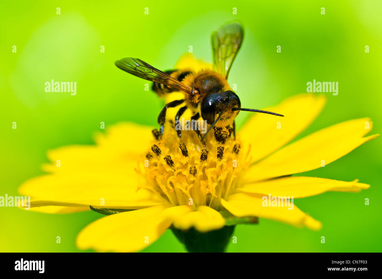 Biene in der grünen Natur oder im Garten Stockfotografie - Alamy