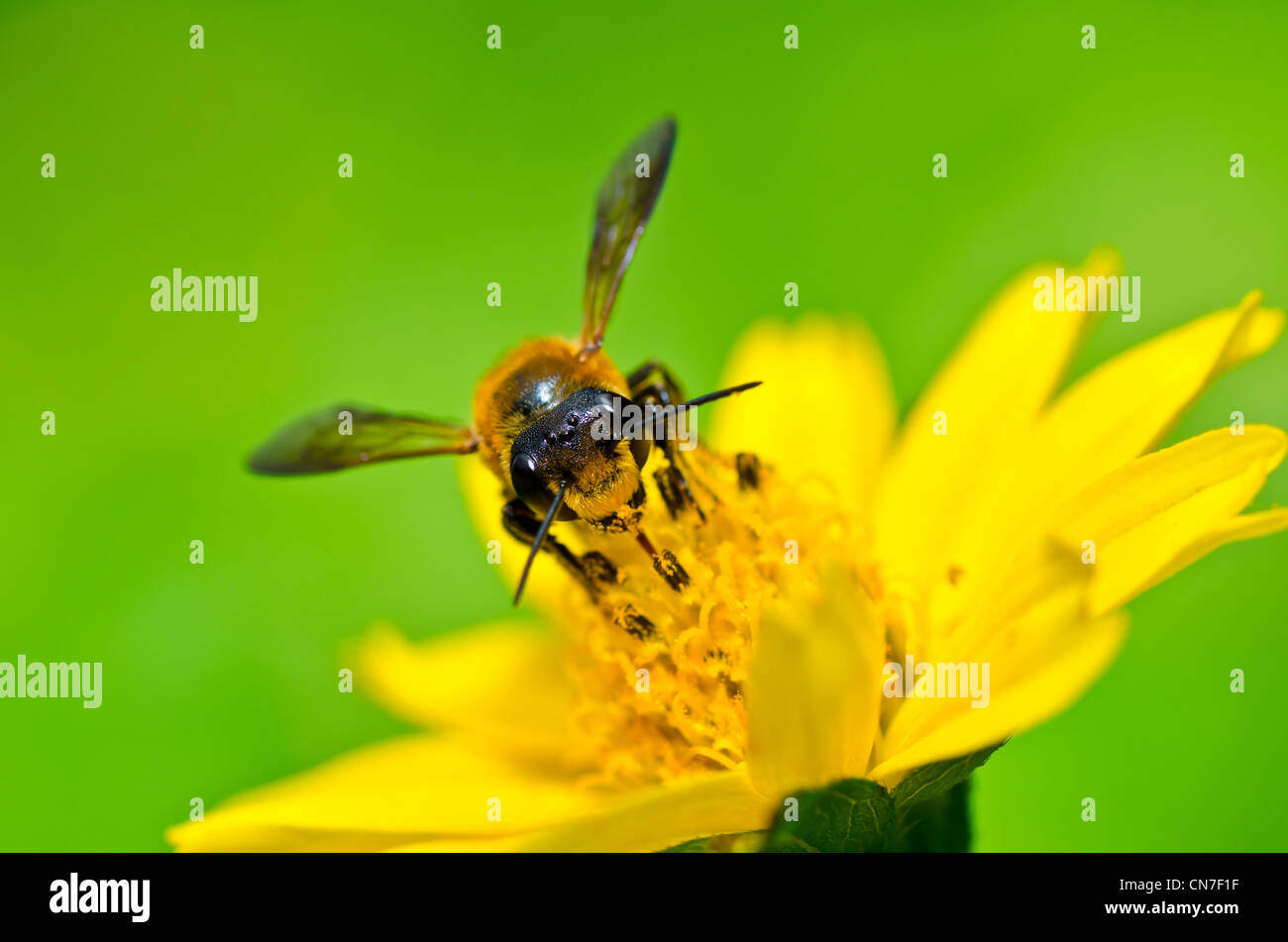 Blume In Der Natur Stockfotos und -bilder Kaufen - Alamy