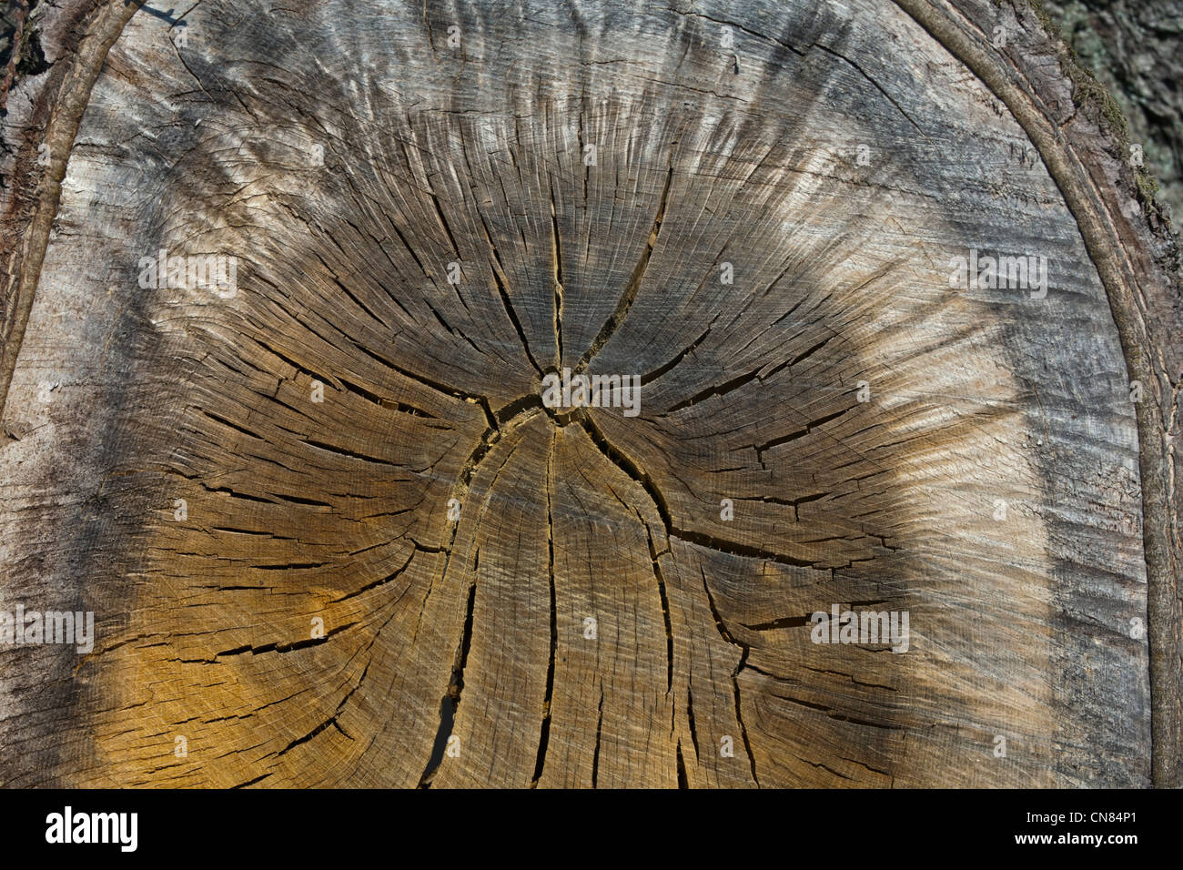 Branch stumps -Fotos und -Bildmaterial in hoher Auflösung – Alamy
