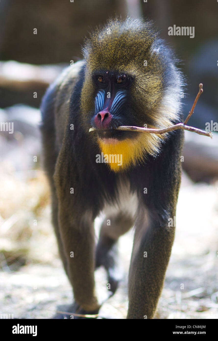 Mandrill pavian -Fotos und -Bildmaterial in hoher Auflösung – Alamy