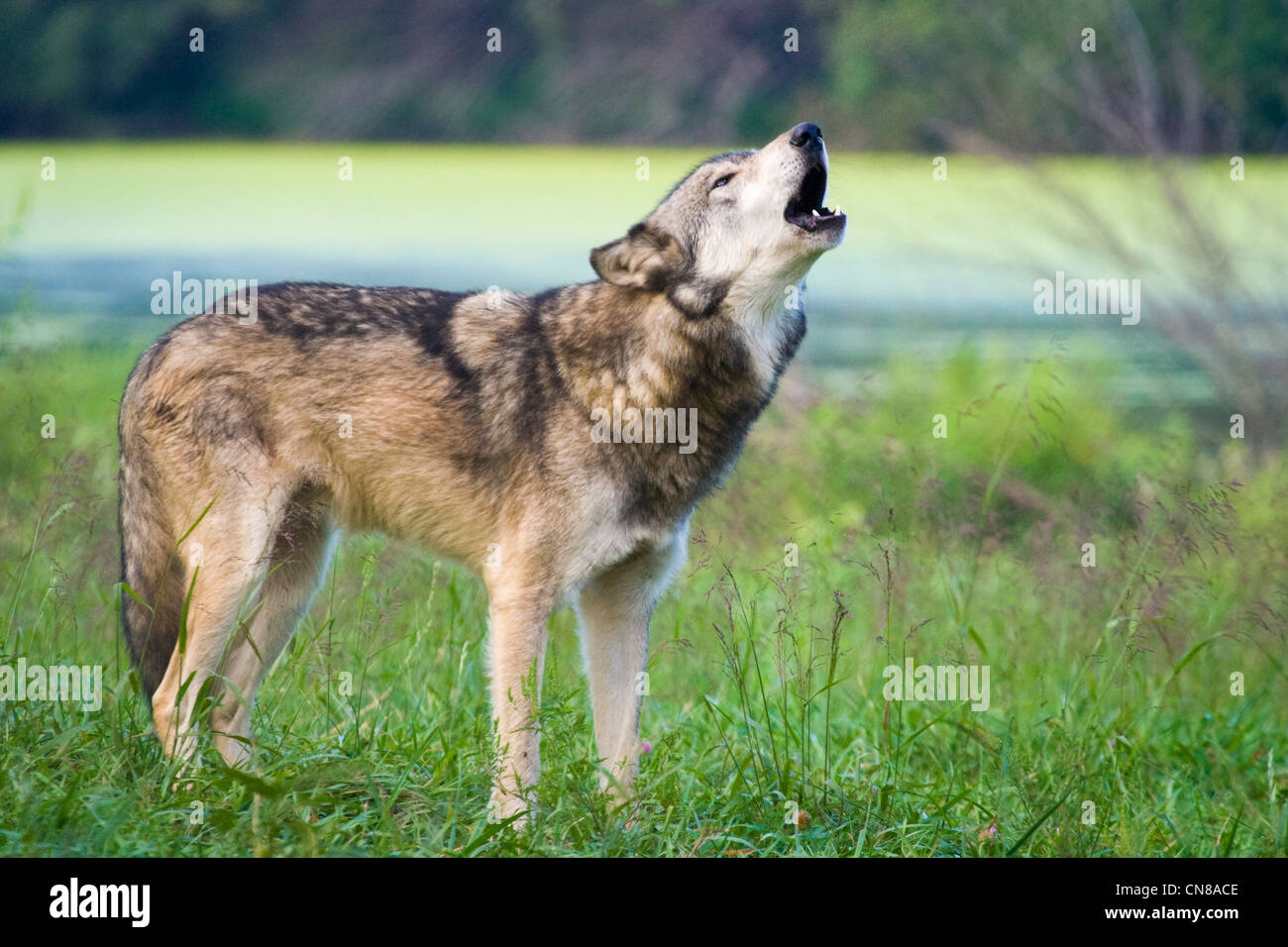 Howling wolf -Fotos und -Bildmaterial in hoher Auflösung – Alamy
