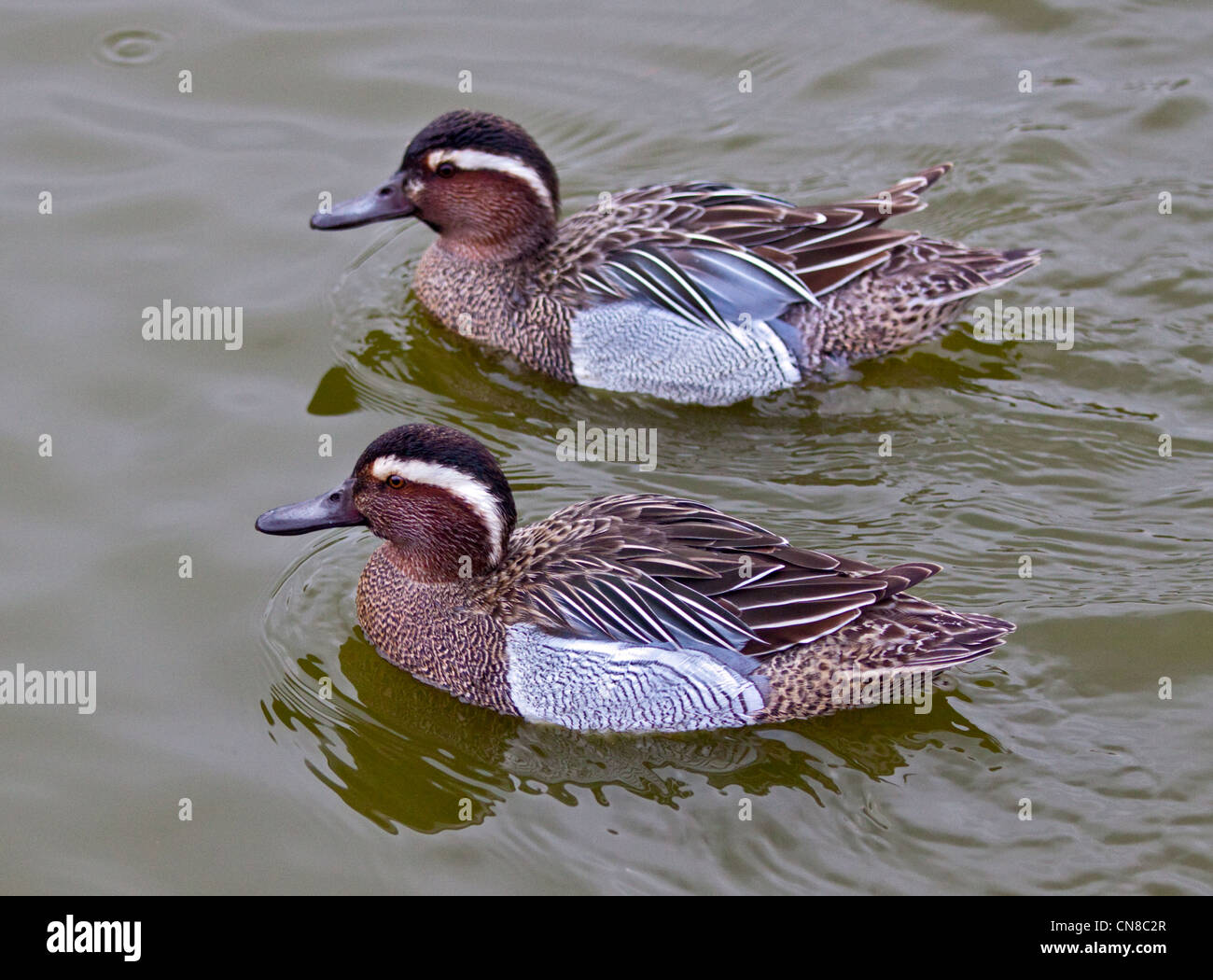 Wilde erpel -Fotos und -Bildmaterial in hoher Auflösung – Alamy