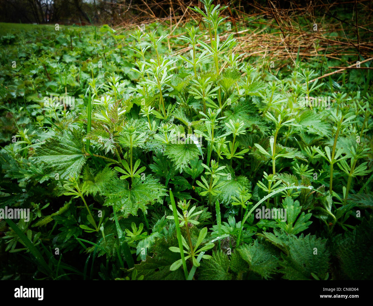 Velcro weed -Fotos und -Bildmaterial in hoher Auflösung – Alamy