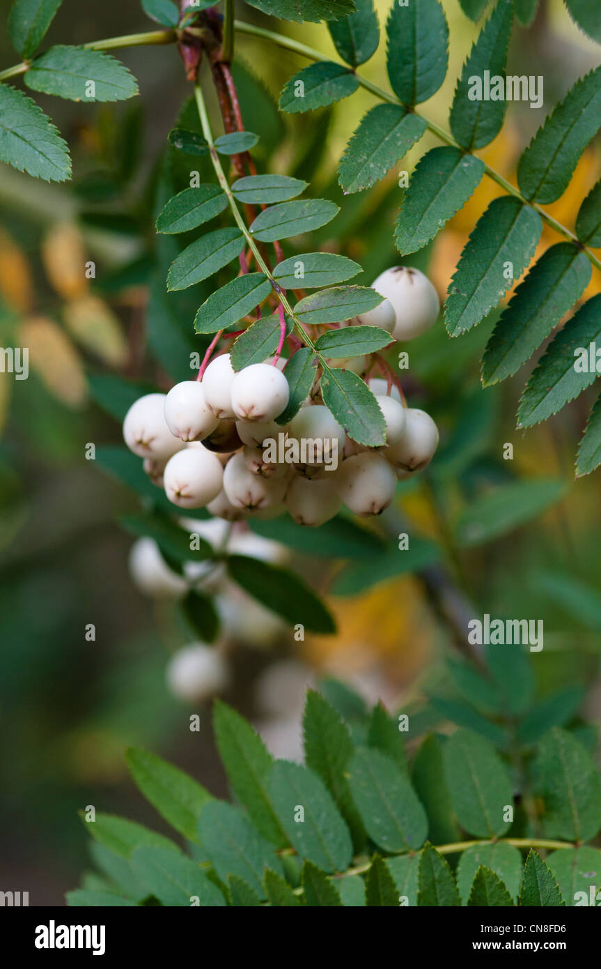 Sorbus Cashmiriana Stockfotos und -bilder Kaufen - Alamy