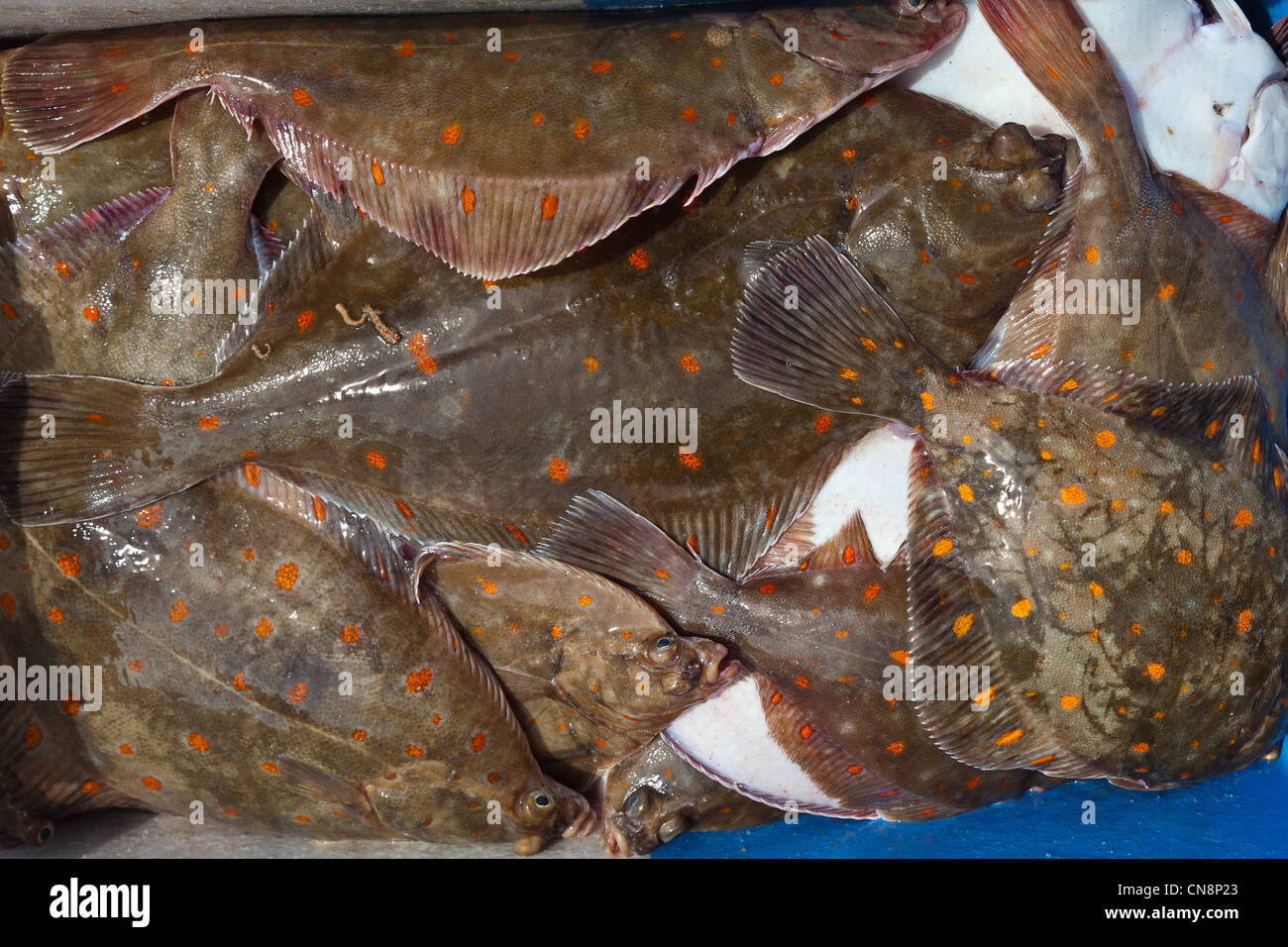 Frankreich, Manche, Barfleur, beschriftete Les Plus Beaux Dörfer de ...