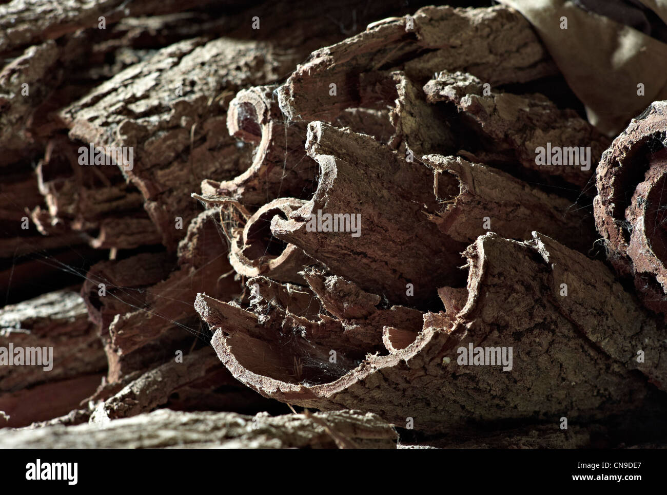 Eichen rinde -Fotos und -Bildmaterial in hoher Auflösung – Alamy