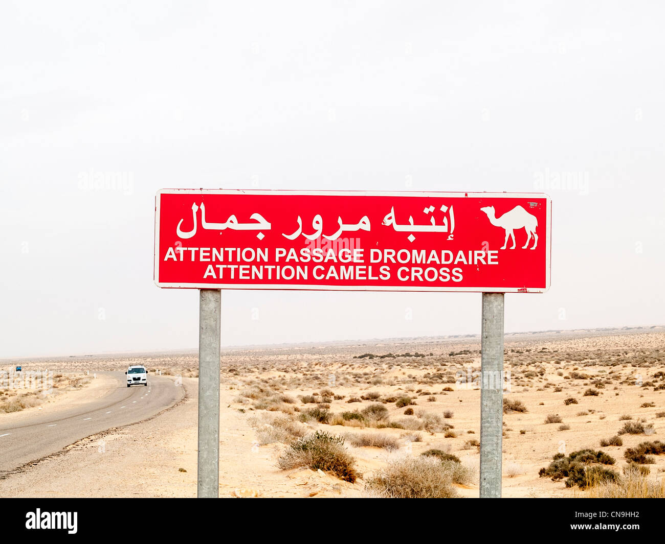 Road sign warning camels crossing -Fotos und -Bildmaterial in hoher ...