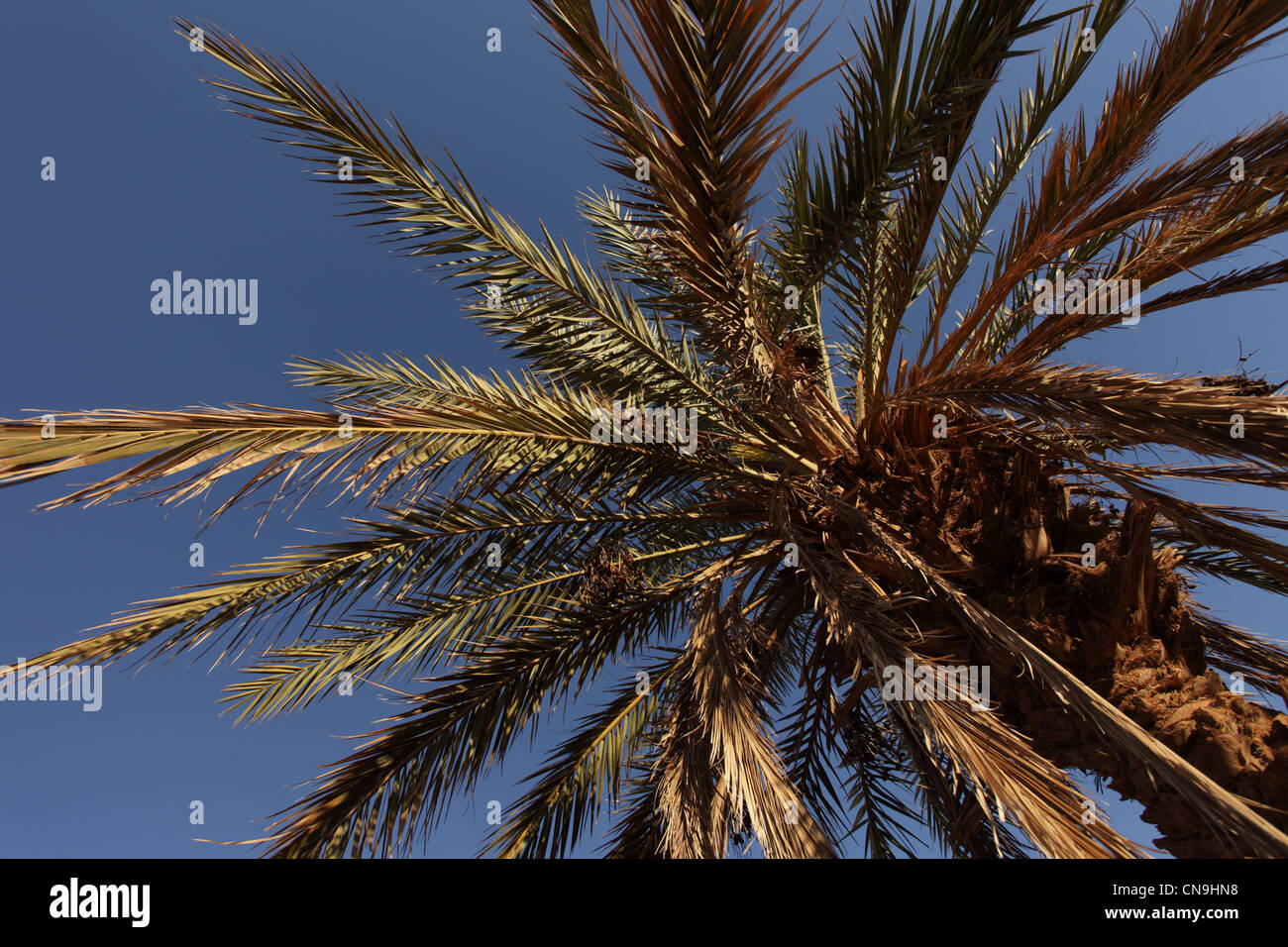 Sahara datteln -Fotos und -Bildmaterial in hoher Auflösung – Alamy