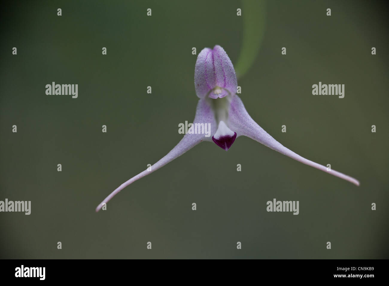 Ein Miniatur Orchidee auf der Finca Dracula, Cerro Punta, Provinz ...