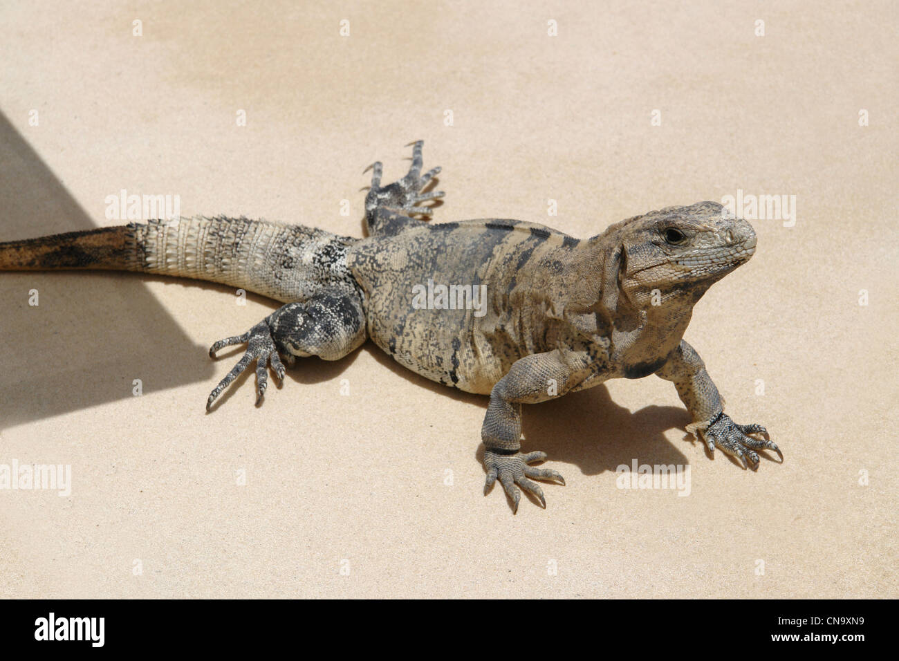 Leguan hautmuster -Fotos und -Bildmaterial in hoher Auflösung – Alamy