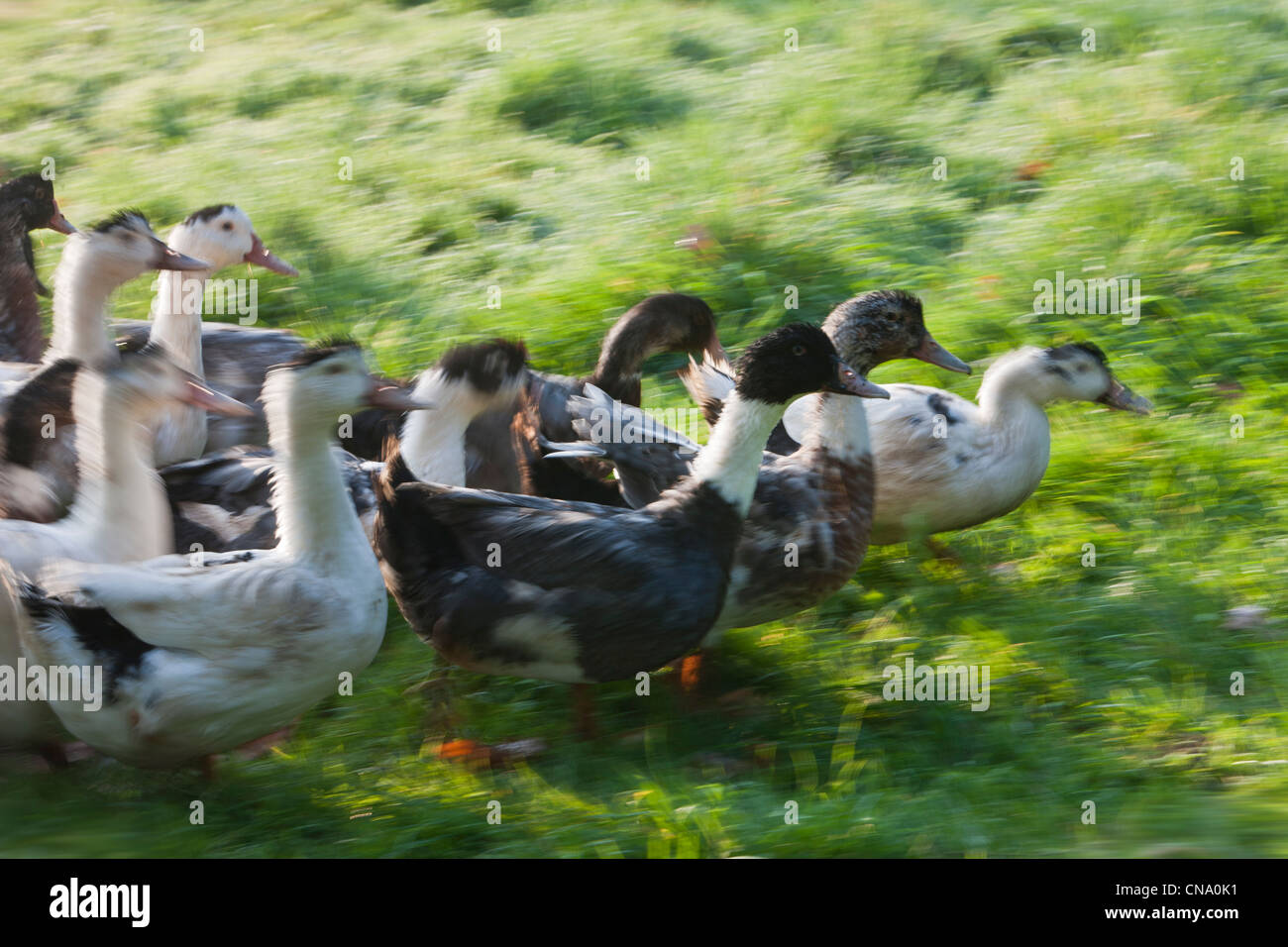 Saint agne -Fotos und -Bildmaterial in hoher Auflösung – Alamy