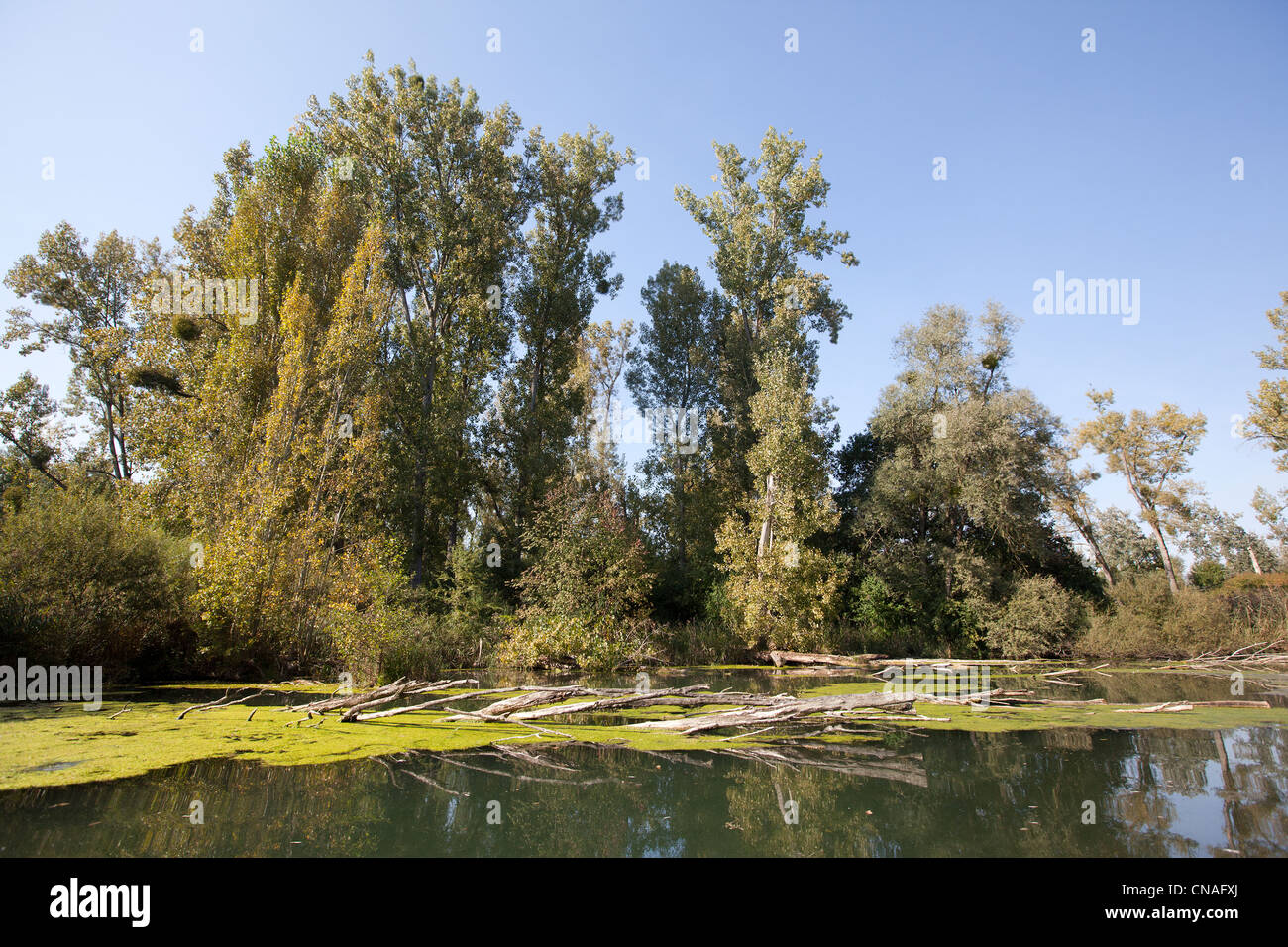 Bas wald -Fotos und -Bildmaterial in hoher Auflösung – Alamy