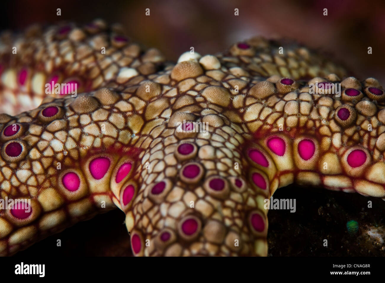 Seestern mit einem kleinen fisch unter wasser -Fotos und -Bildmaterial ...