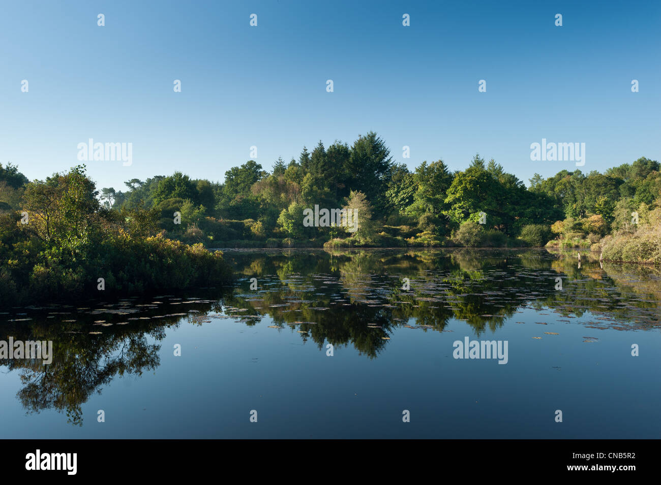Frankreich, Morbihan, Saint Dolay, Teich im Moor von Roho zwischen ...