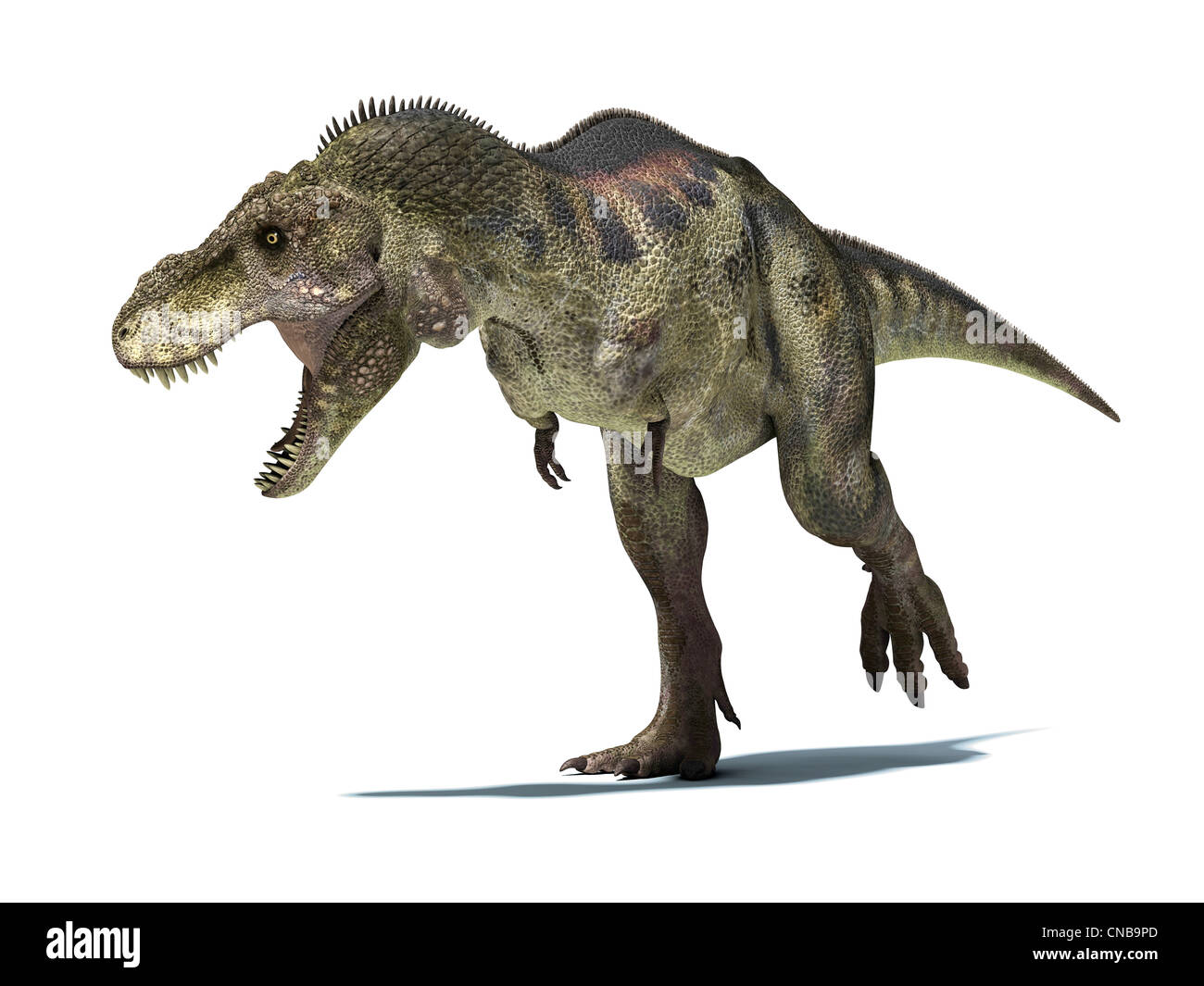 Trex t rex tyrannosaurus -Fotos und -Bildmaterial in hoher Auflösung ...