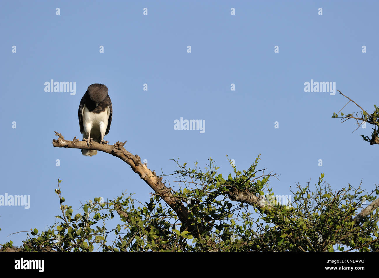 Raubvogel afrika -Fotos und -Bildmaterial in hoher Auflösung – Alamy