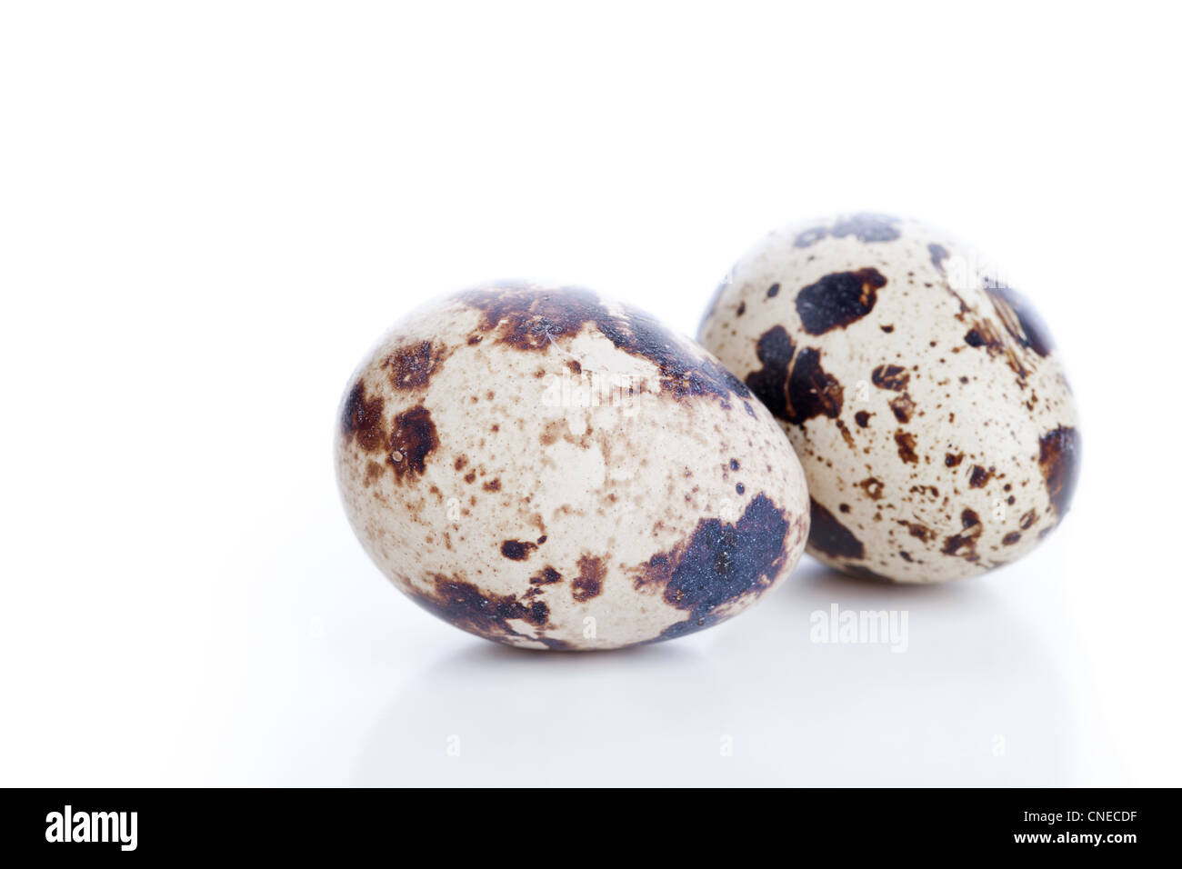 Ganze wachteleier Stockfotos und -bilder Kaufen - Alamy