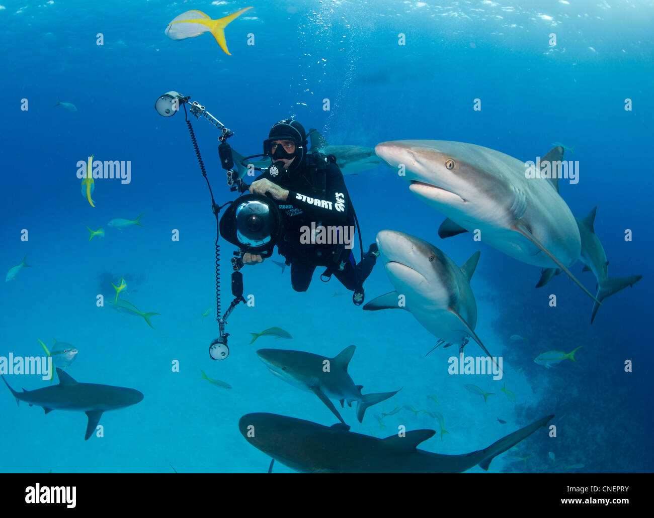 Unterwasser fotograf -Fotos und -Bildmaterial in hoher Auflösung – Alamy