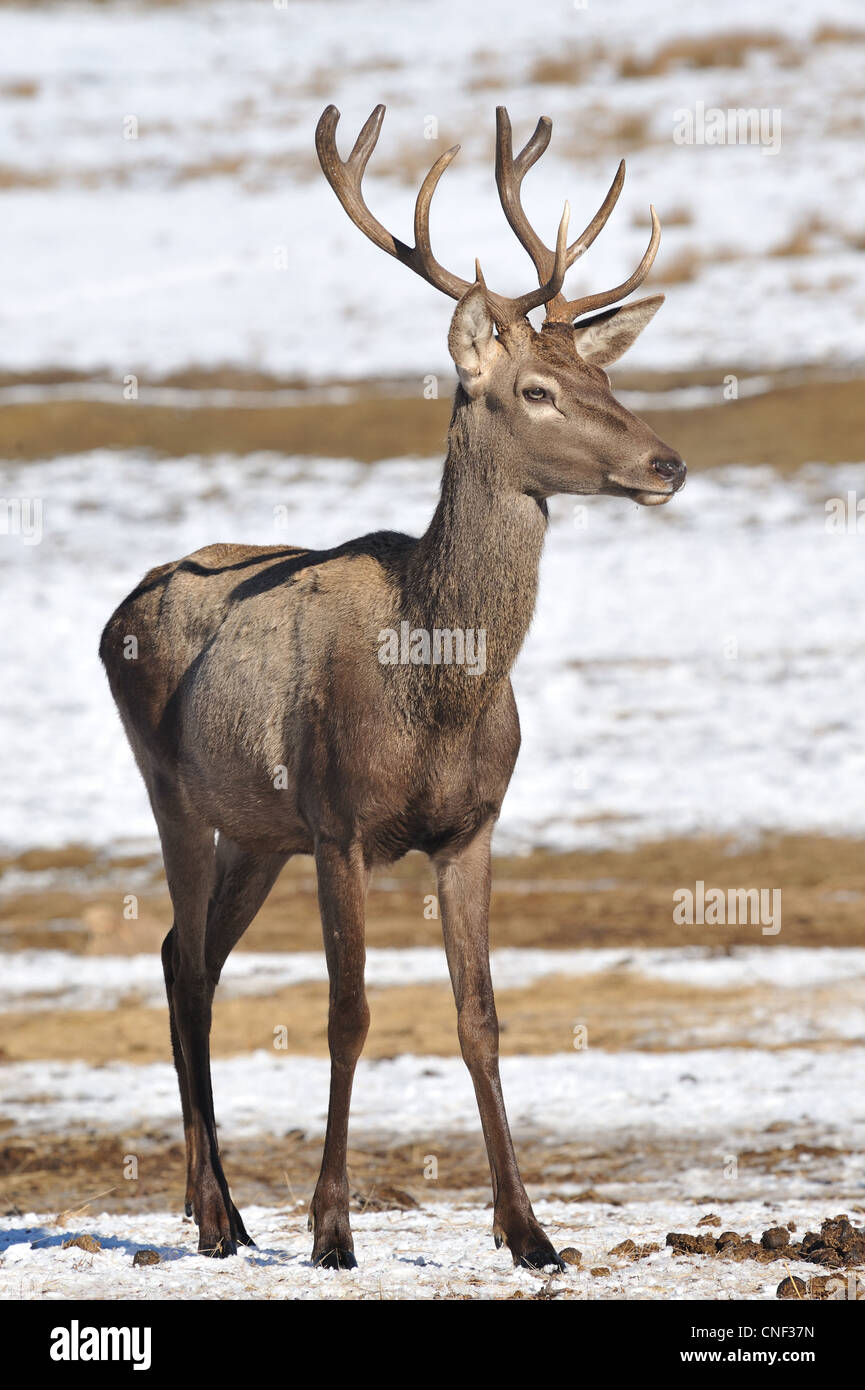 Hirsch jagd -Fotos und -Bildmaterial in hoher Auflösung – Alamy