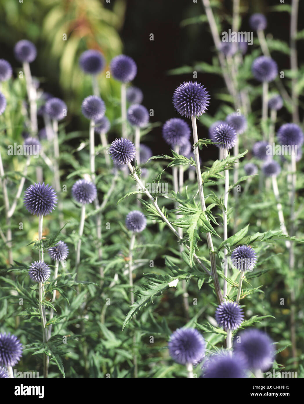 Banat globus distel -Fotos und -Bildmaterial in hoher Auflösung – Alamy