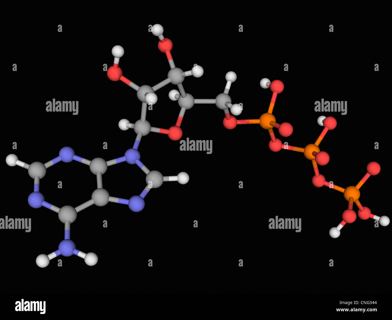 Adenosintriphosphat atp -Fotos und -Bildmaterial in hoher Auflösung – Alamy
