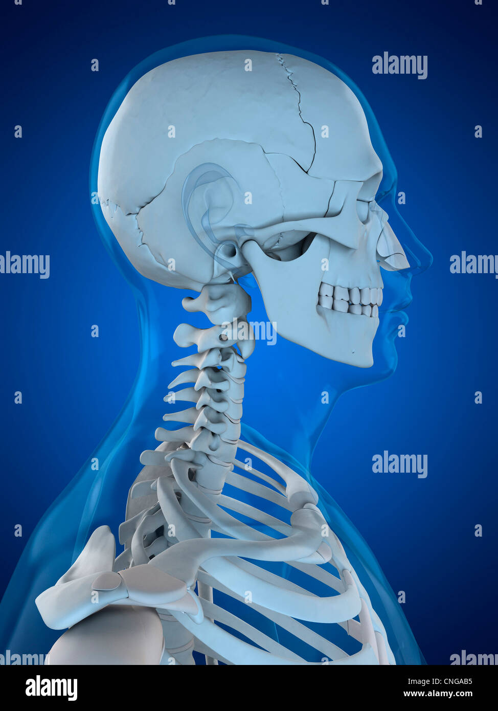 Anatomie kopf hals wissenschaften -Fotos und -Bildmaterial in hoher ...