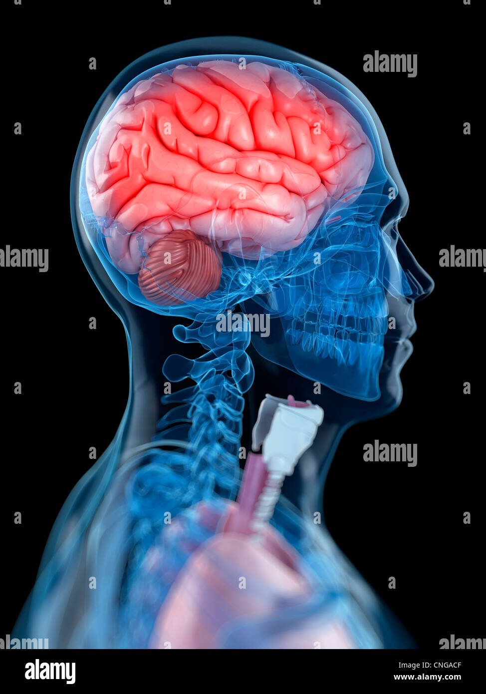 Anatomie kopf hals wissenschaften -Fotos und -Bildmaterial in hoher ...