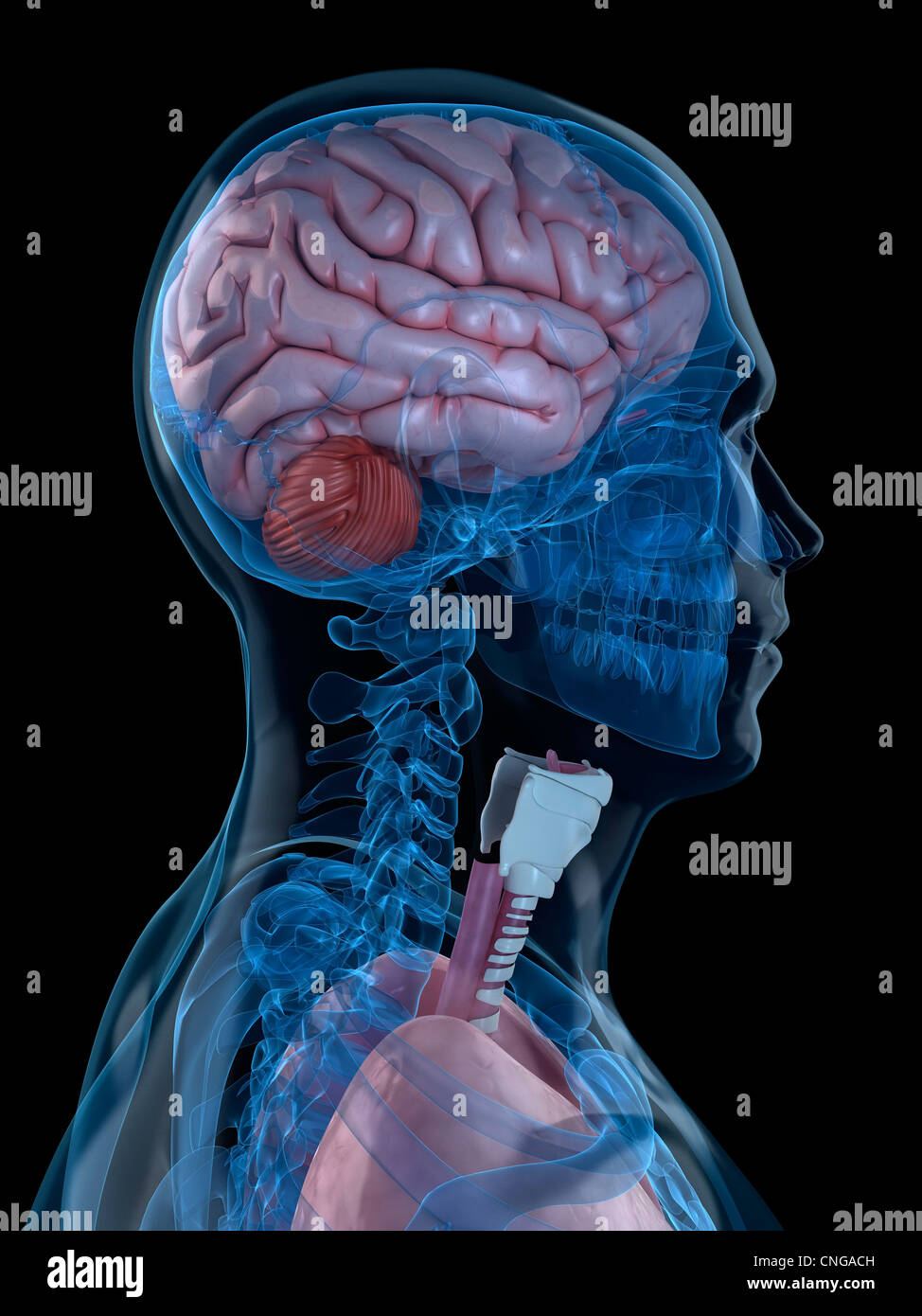Knochen kopf hals anatomie biologie -Fotos und -Bildmaterial in hoher ...