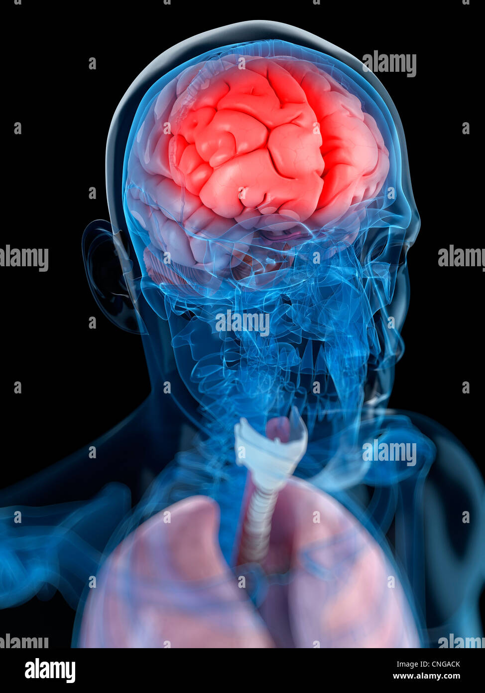 Anatomie kopf hals wissenschaften -Fotos und -Bildmaterial in hoher ...