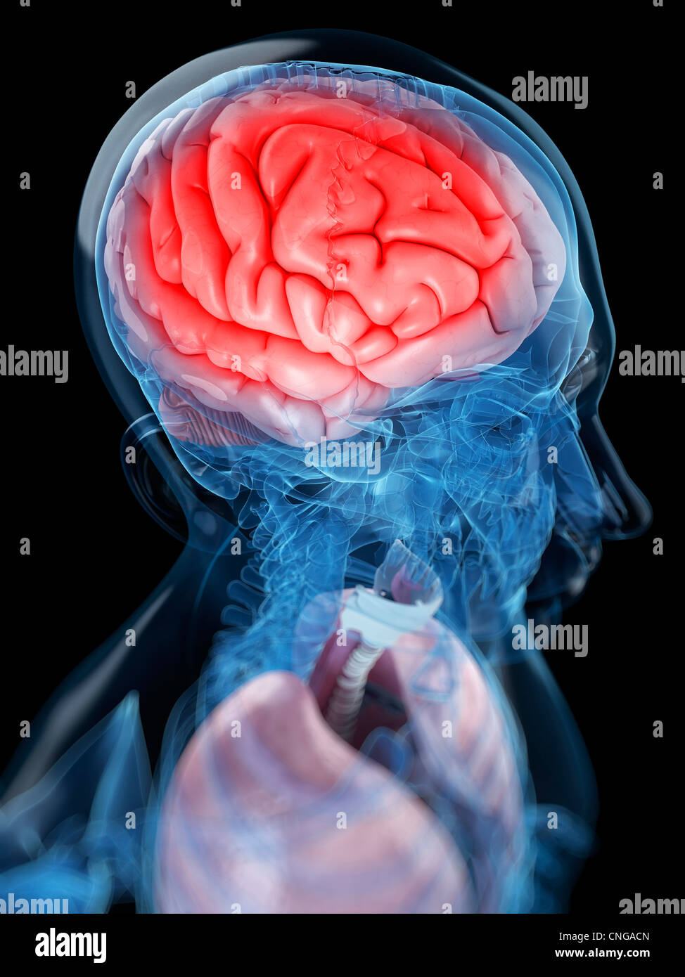 Anatomie kopf hals wissenschaften -Fotos und -Bildmaterial in hoher ...