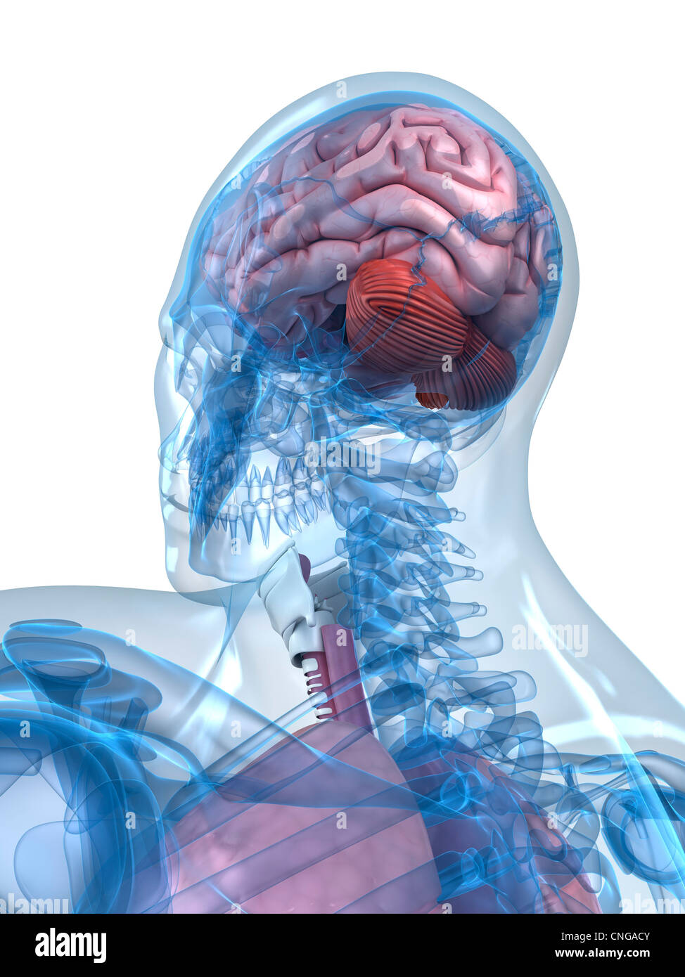Anatomie kopf hals wissenschaften -Fotos und -Bildmaterial in hoher ...
