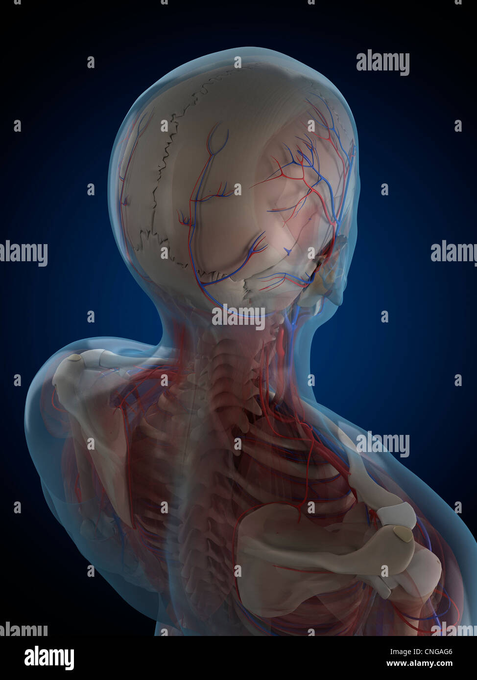 Anatomie kopf hals wissenschaften -Fotos und -Bildmaterial in hoher ...
