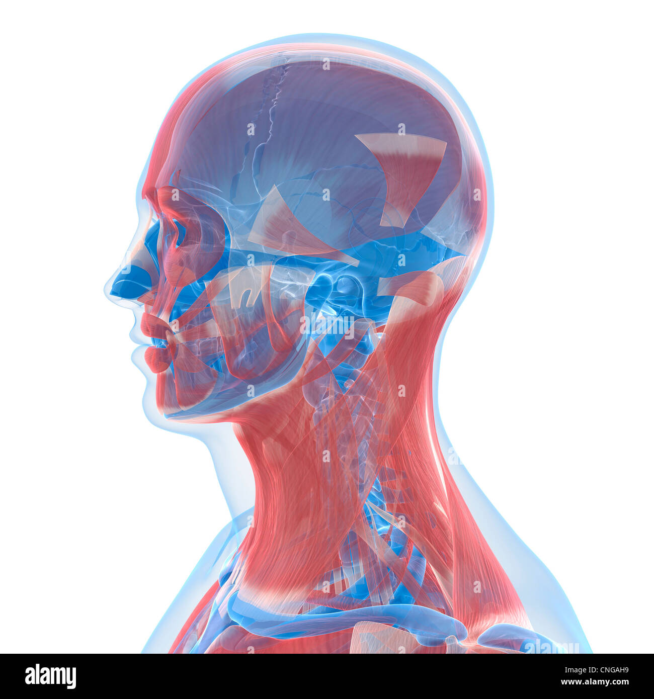 Anatomie kopf hals wissenschaften -Fotos und -Bildmaterial in hoher ...