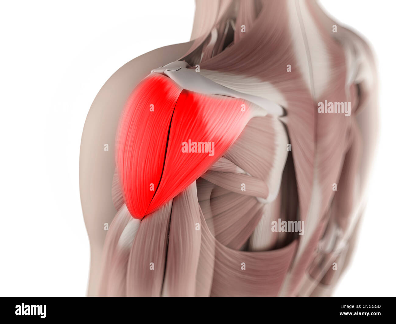 Tissues body part tissue anatomy -Fotos und -Bildmaterial in hoher ...