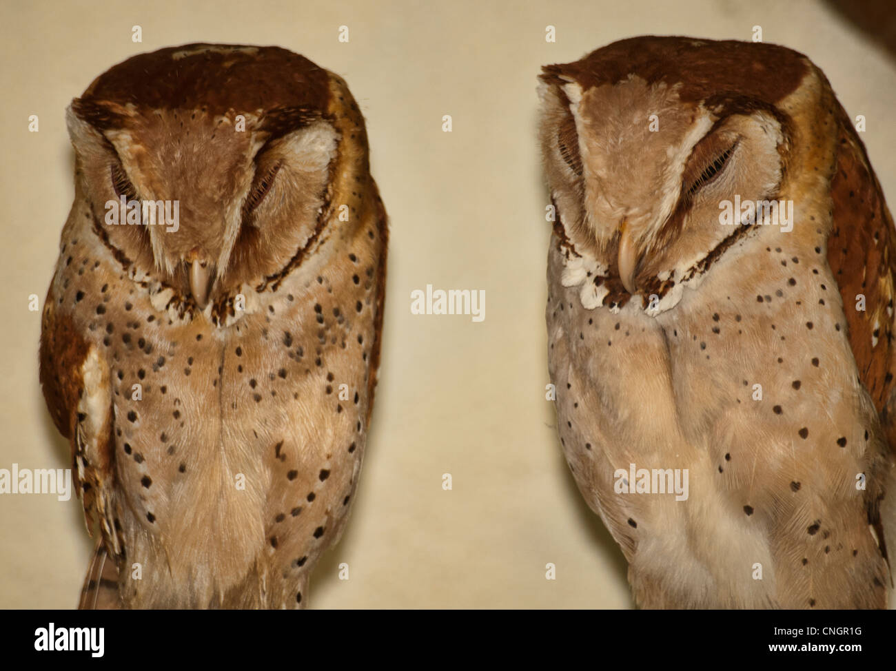 Phodilus badius -Fotos und -Bildmaterial in hoher Auflösung – Alamy