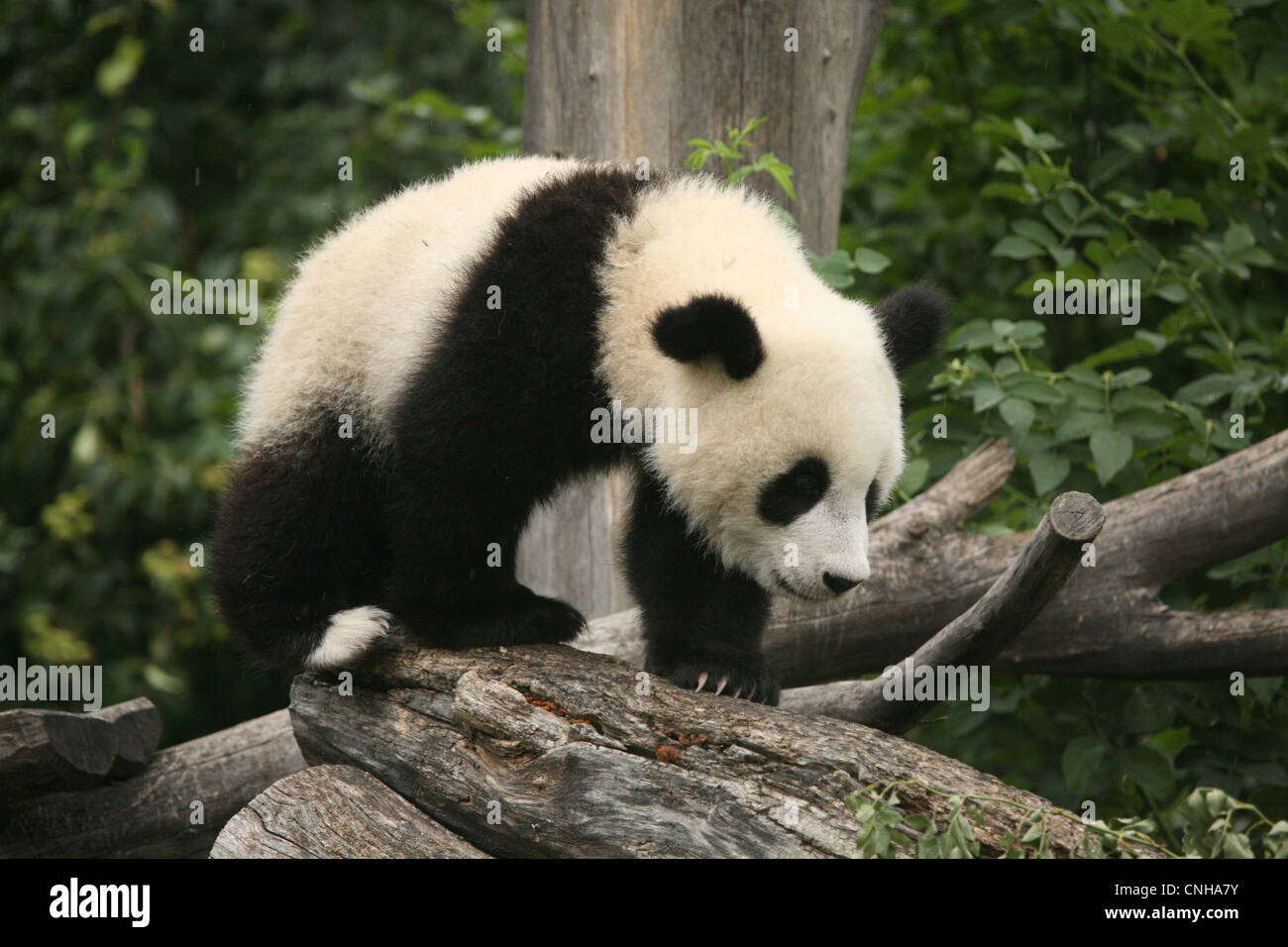 Fu Long genießt die Giant Panda Cub in seinem Gehege im Schönbrunn Zoo ...