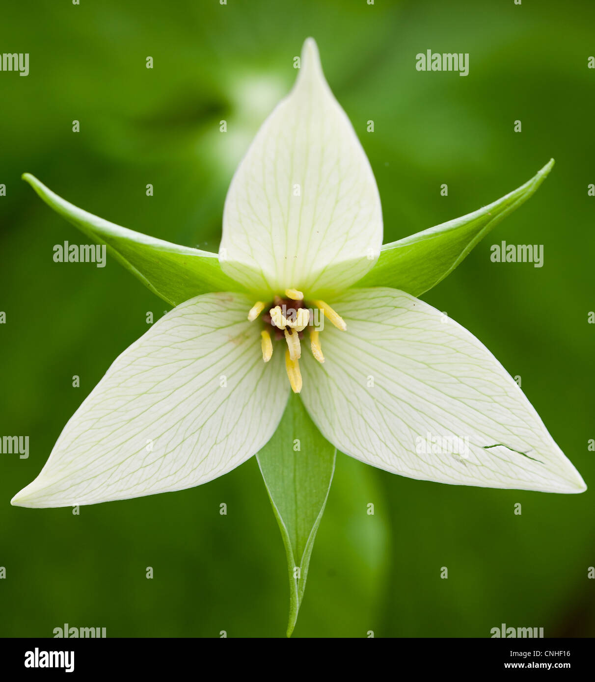 Trillium simile gleason -Fotos und -Bildmaterial in hoher Auflösung – Alamy