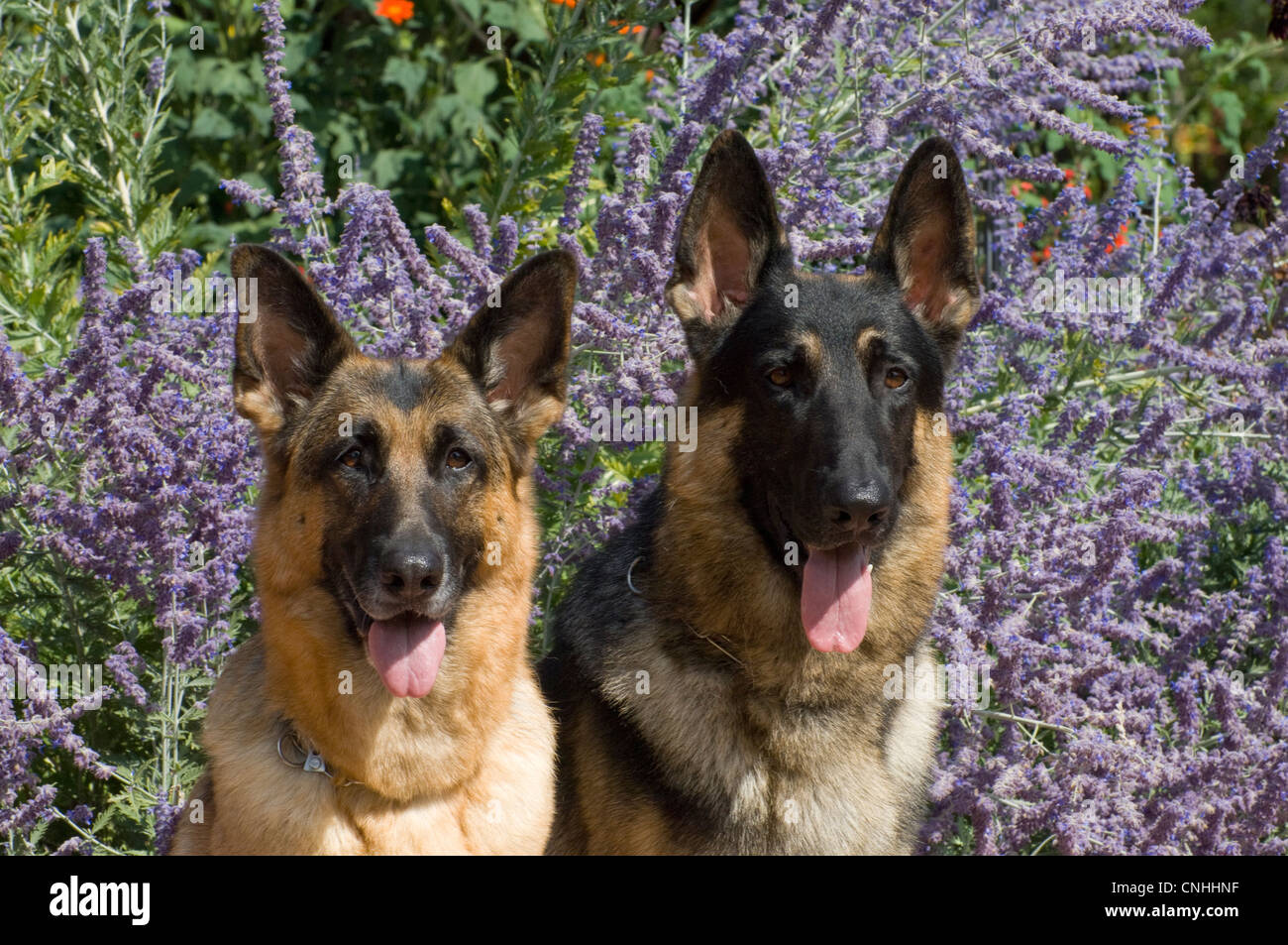 Zwei Deutsche Schäferhunde vor Blumen-Kopfschüsse Stockfotografie - Alamy