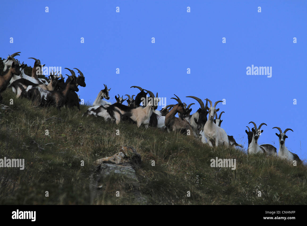 Bergziegen auf monte rosa -Fotos und -Bildmaterial in hoher Auflösung ...