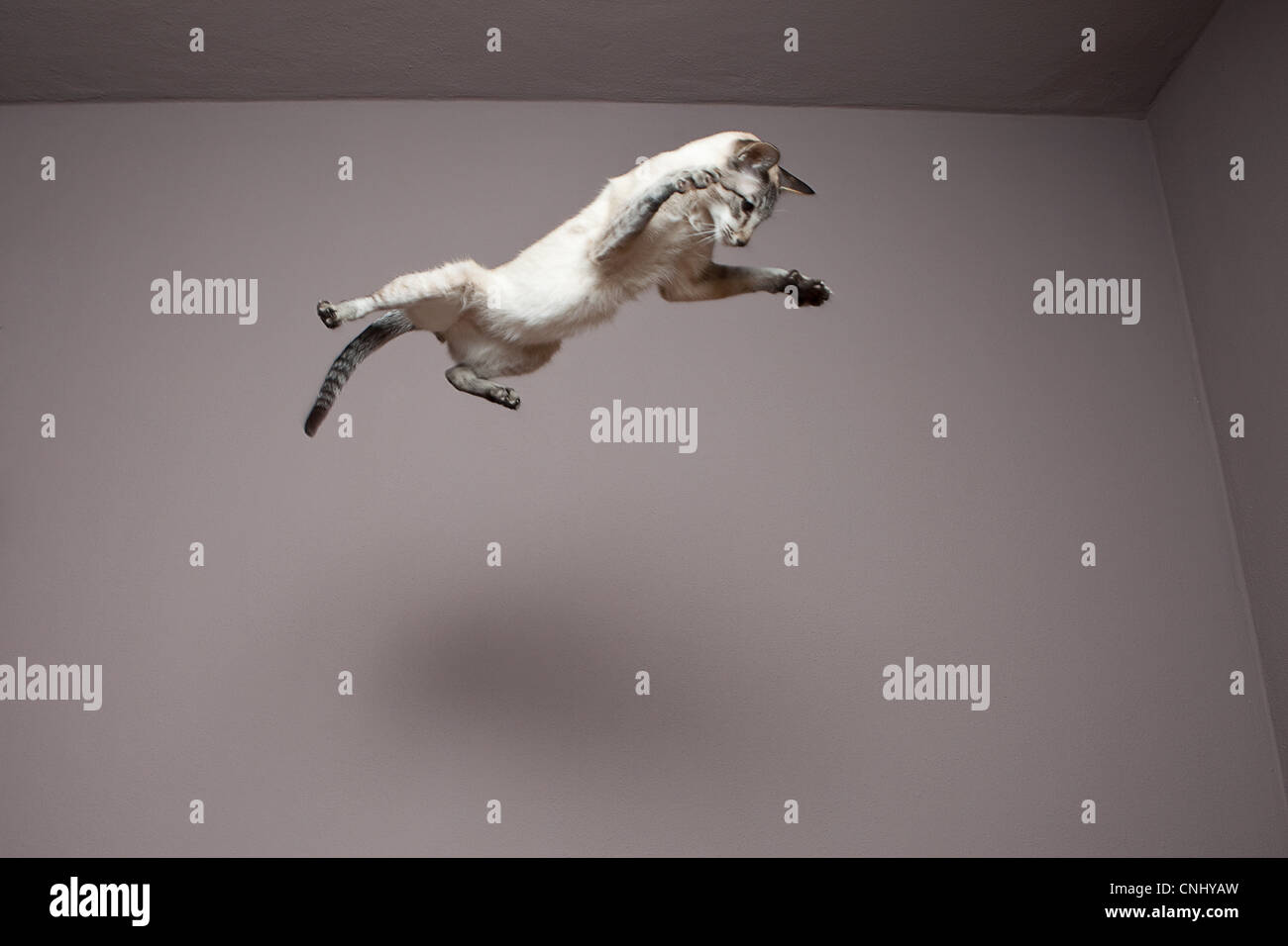 Cat jumping -Fotos und -Bildmaterial in hoher Auflösung – Alamy