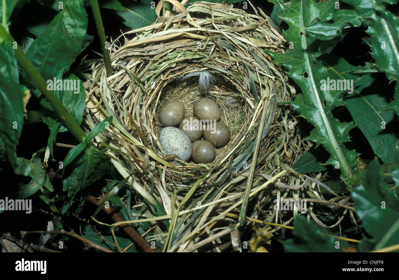 Cuckoo eggs european -Fotos und -Bildmaterial in hoher Auflösung – Alamy