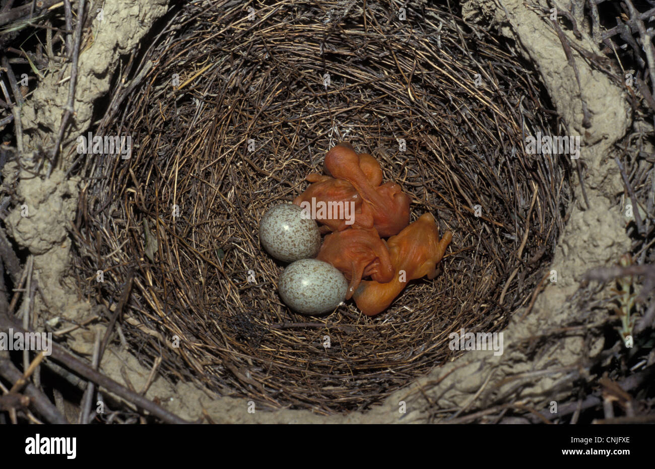 Cuckoo eggs european -Fotos und -Bildmaterial in hoher Auflösung – Alamy