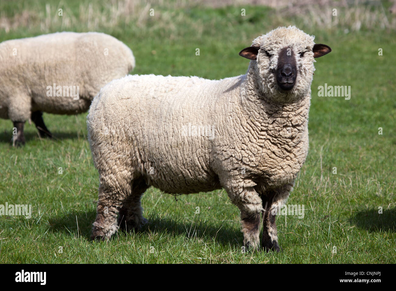 Besondere schafe -Fotos und -Bildmaterial in hoher Auflösung – Alamy