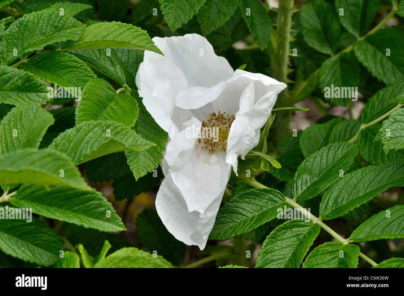 Rosa rugosa rubra -Fotos und -Bildmaterial in hoher Auflösung – Alamy