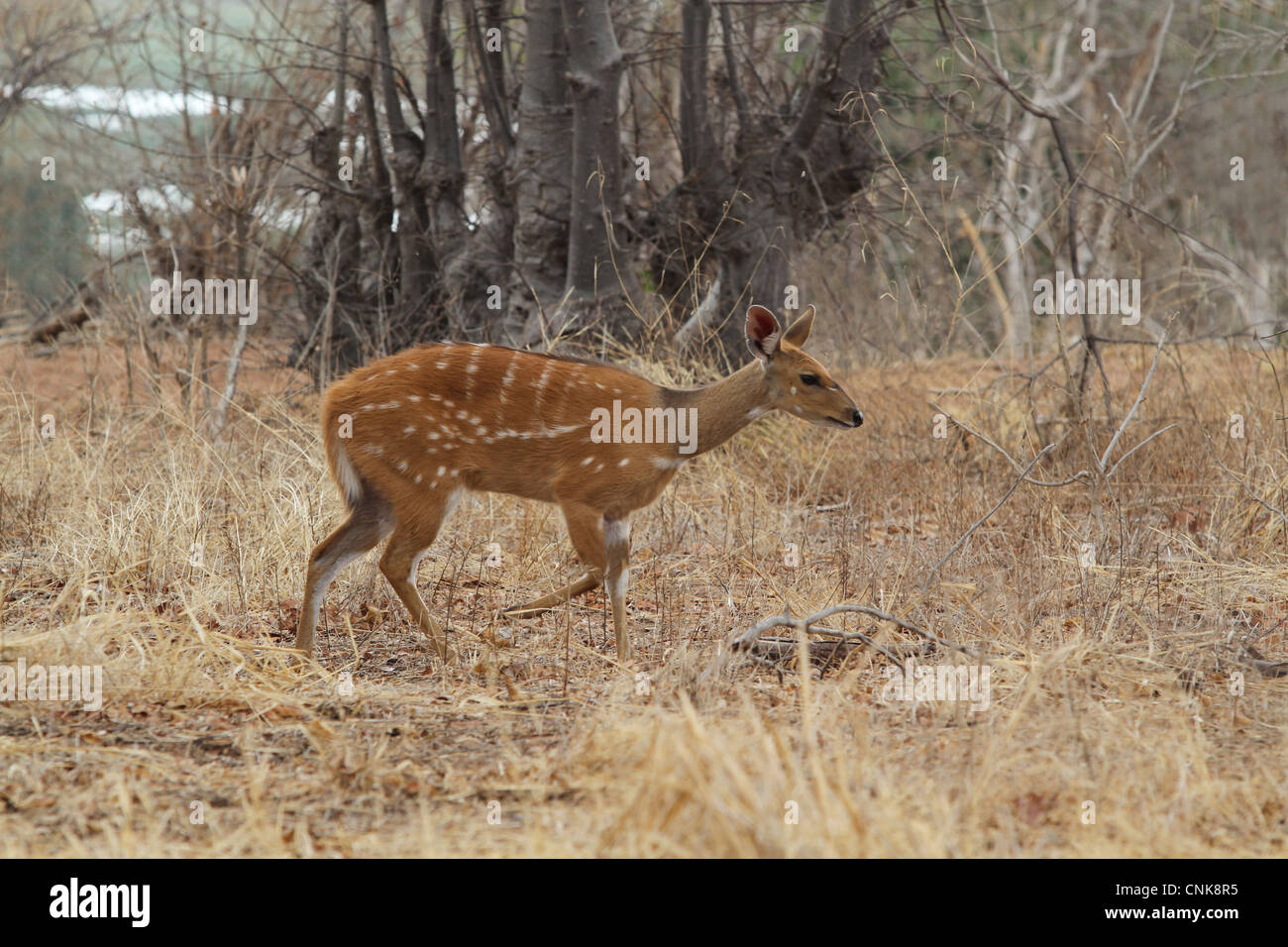 Bushbuck tragelaphus scriptus chobe botswana -Fotos und -Bildmaterial ...