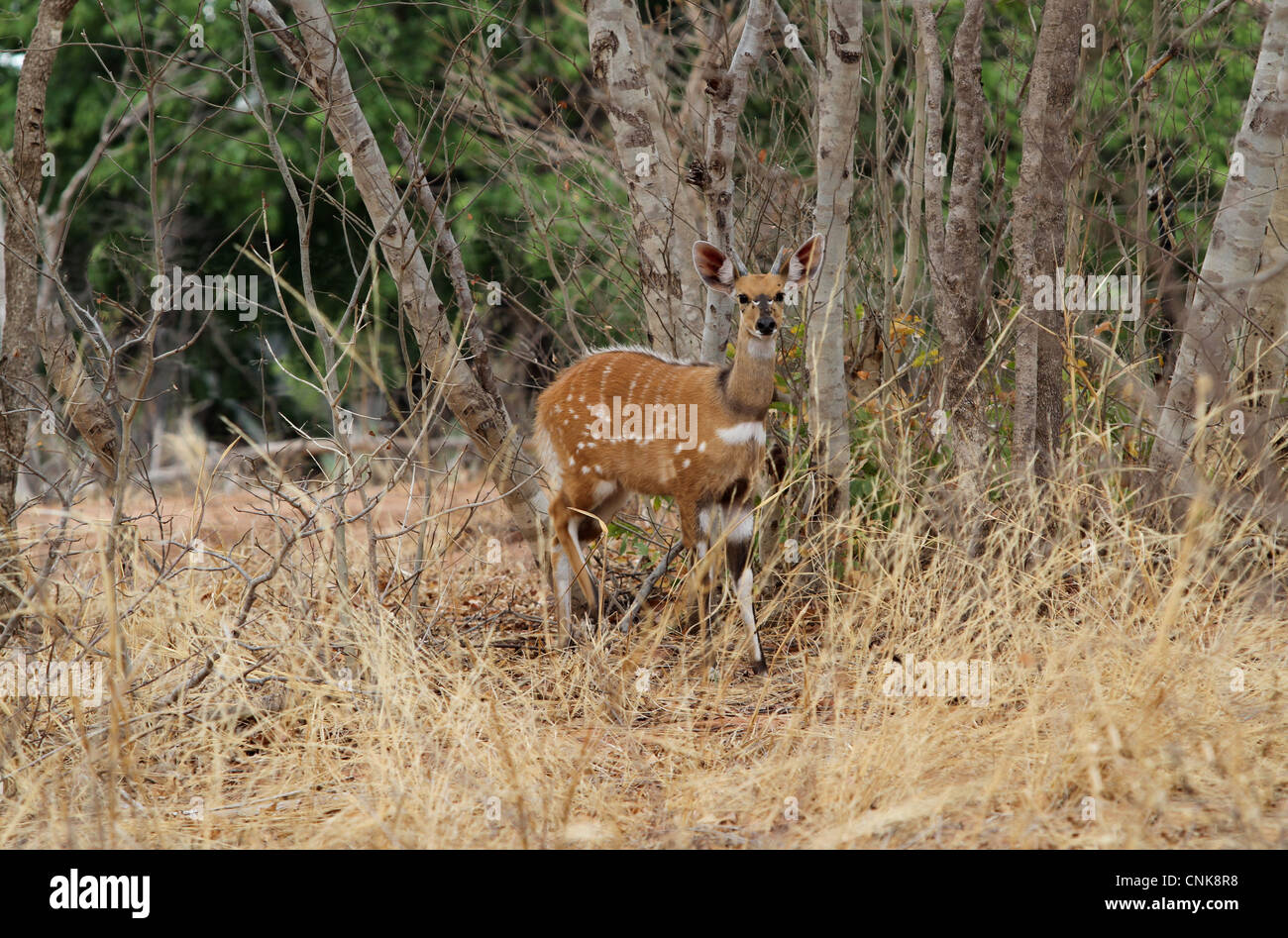 Bushbuck tragelaphus scriptus chobe botswana -Fotos und -Bildmaterial ...