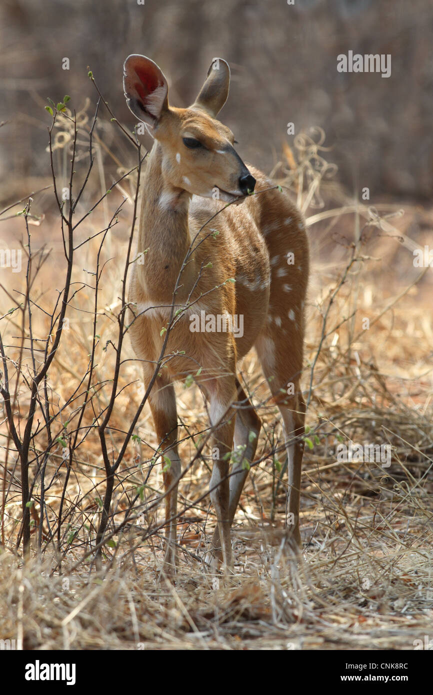 Bushbuck tragelaphus scriptus chobe botswana -Fotos und -Bildmaterial ...