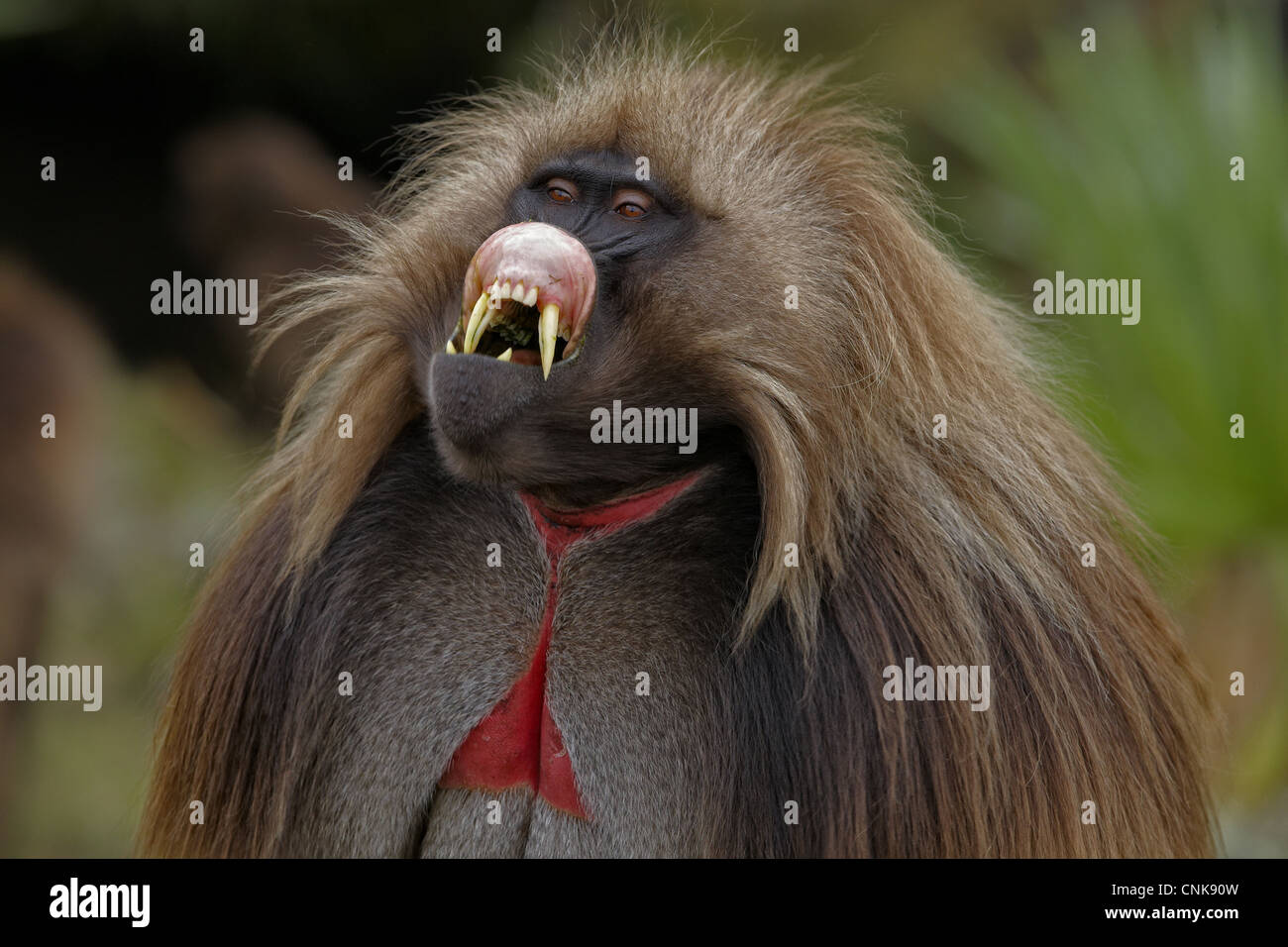 Gelada Baboon Gelada | National Geographic